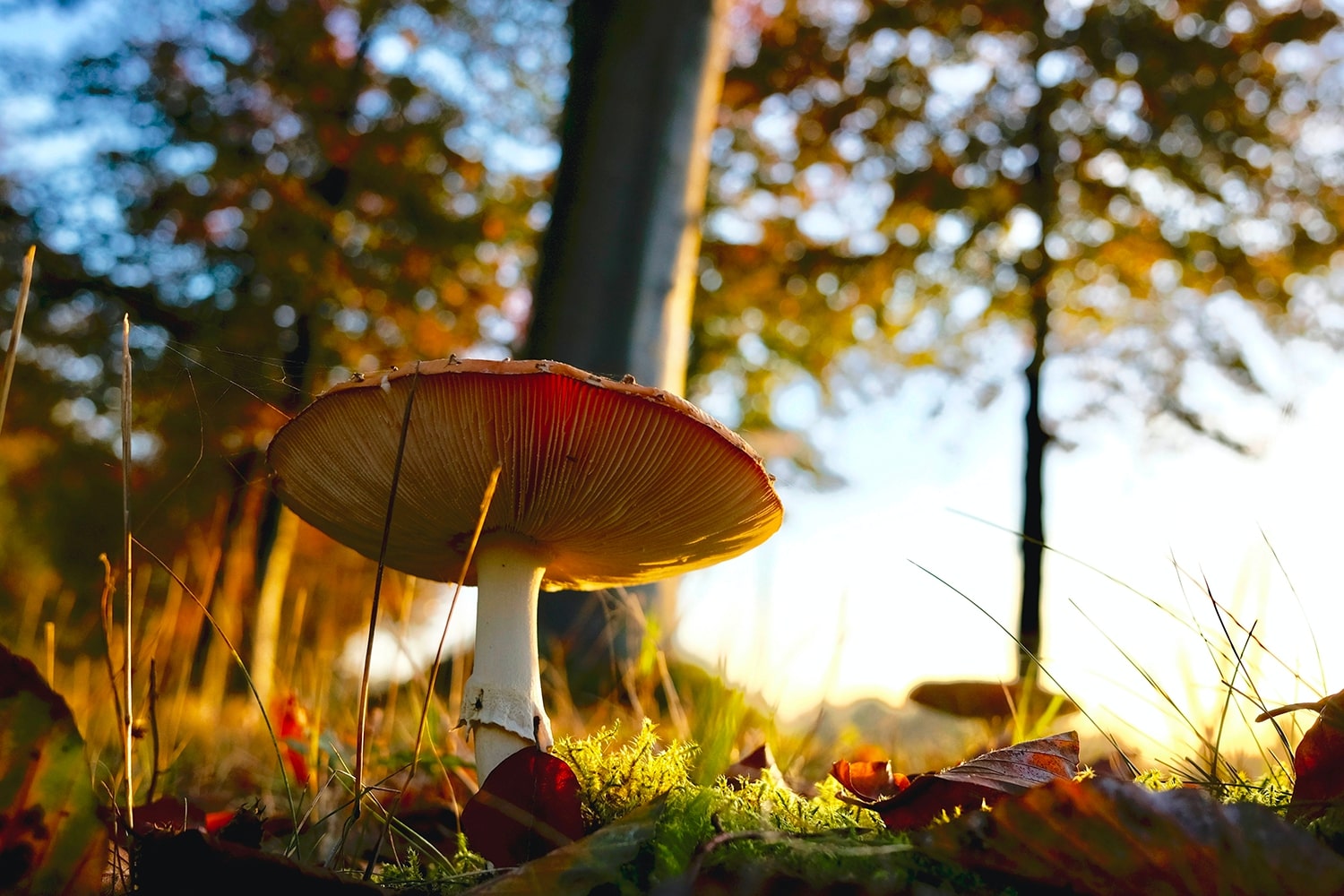 La cueillette des champignons en forêt - Aube en Champagne